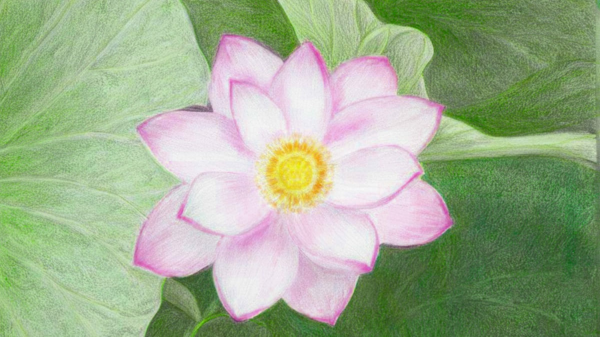 Vẽ hoa sen: 20 cách vẽ đẹp, đơn giản dễ dàng thực hiện